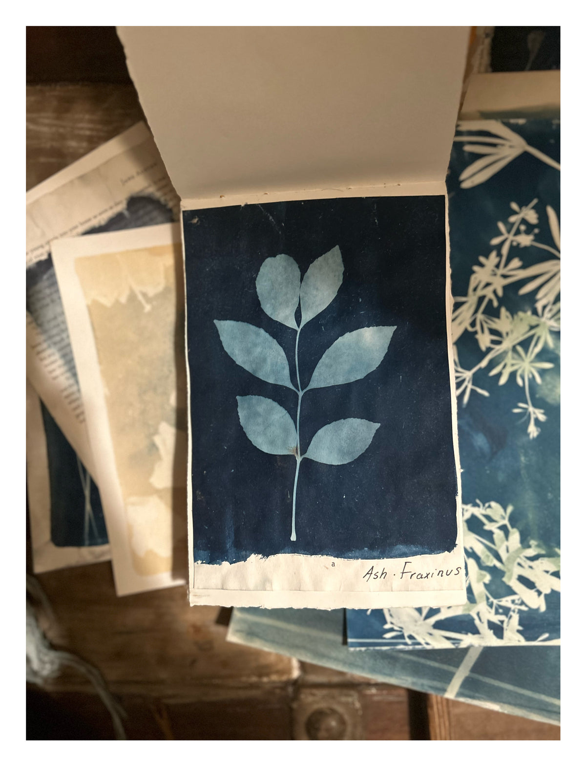 Herbology and Cyanotype | Bleueprint